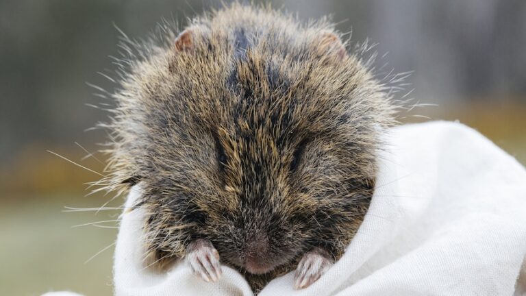 Landmark rediscovery of endangered native rodent at Victoria’s Wilsons ...